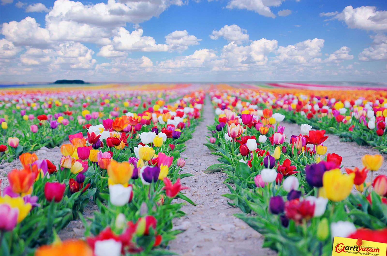 Konya’da Lale tarlaları Haberleri | Platform Dergisi