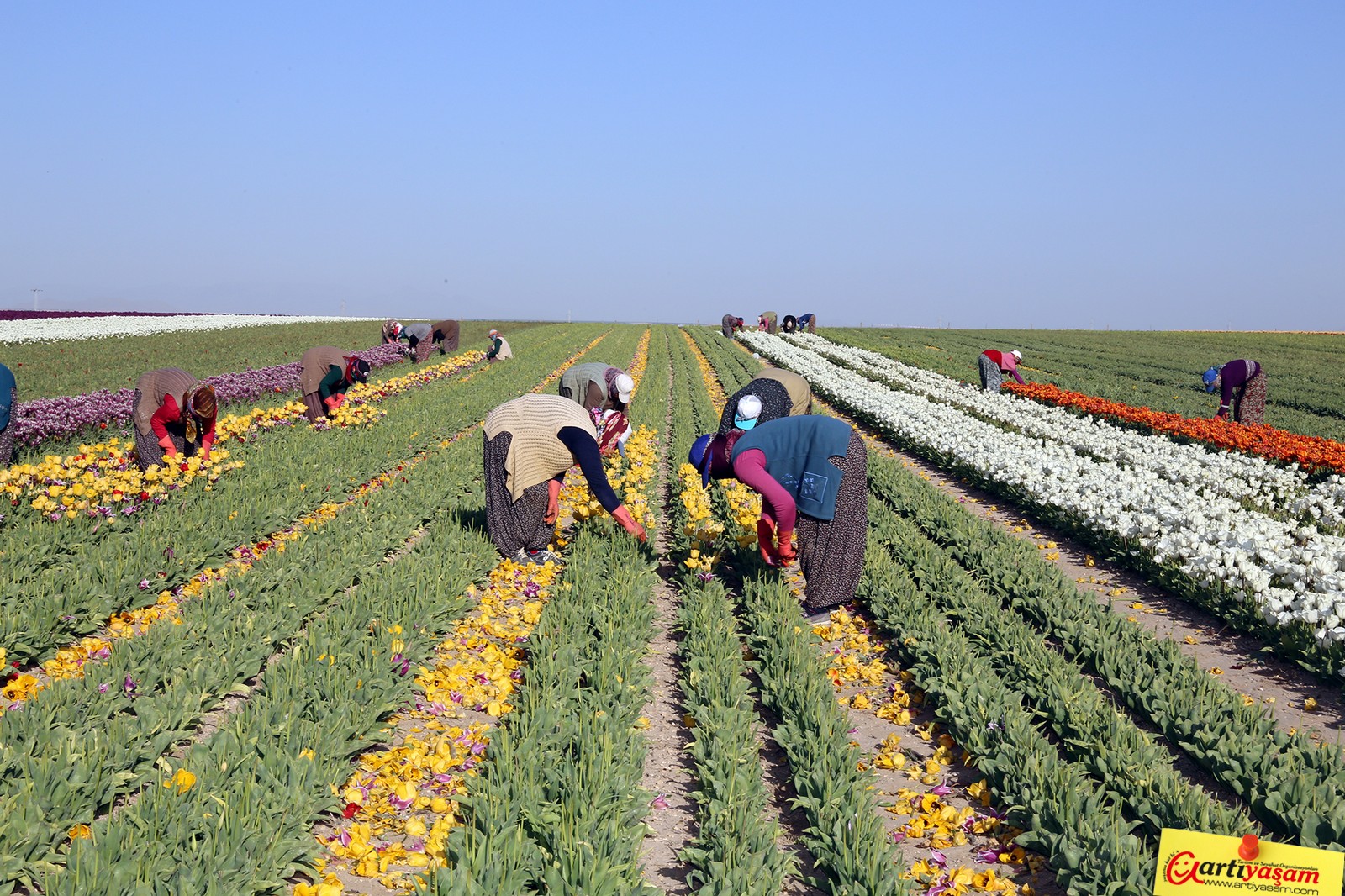 Konya’da Lale tarlaları Haberleri | Platform Dergisi